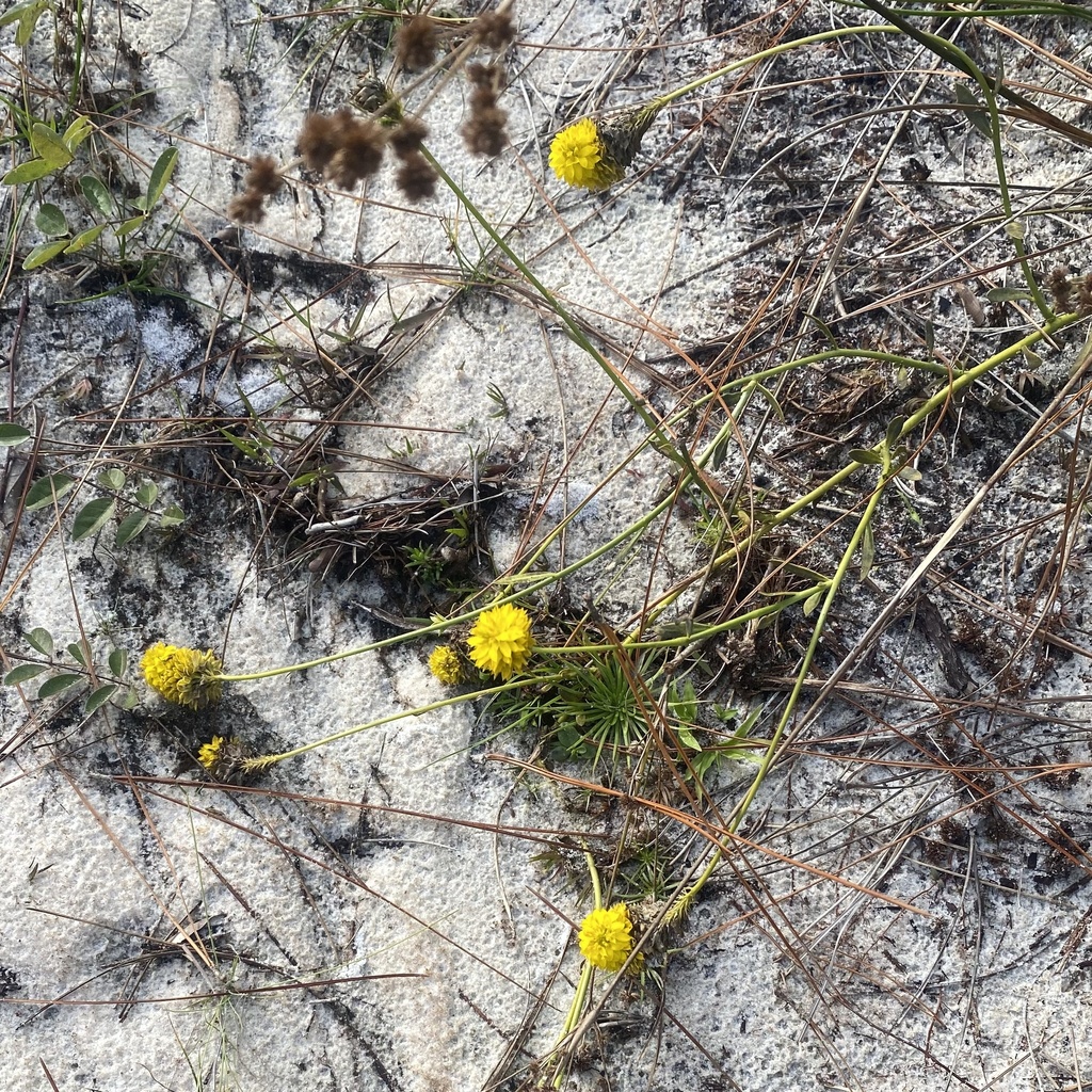 Yellow milkwort from Deland, FL, US on November 4, 2023 at 04:42 PM by ...