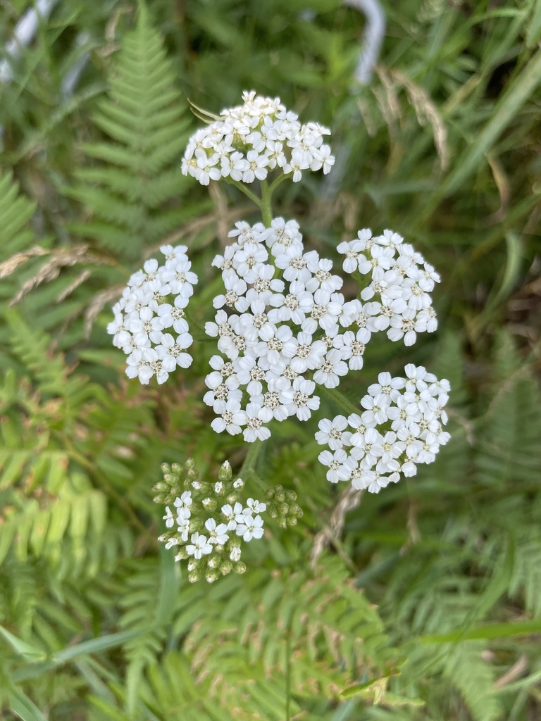 common yarrow from CTH-Q, Baileys Harbor, WI, US on August 4, 2023 at ...