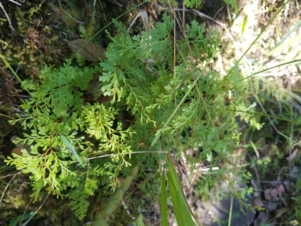 Fairy Fern from Pāhoa, HI 96778, USA on November 4, 2023 at 11:06 AM by ...
