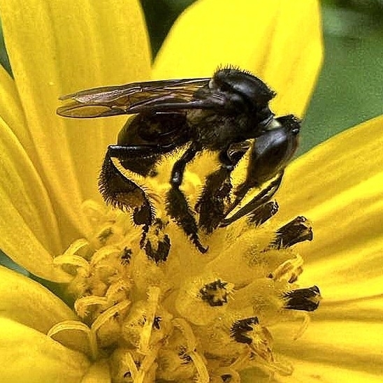Common Notch-toothed-Stingless Bee in October 2023 by Slunky. Medium ...