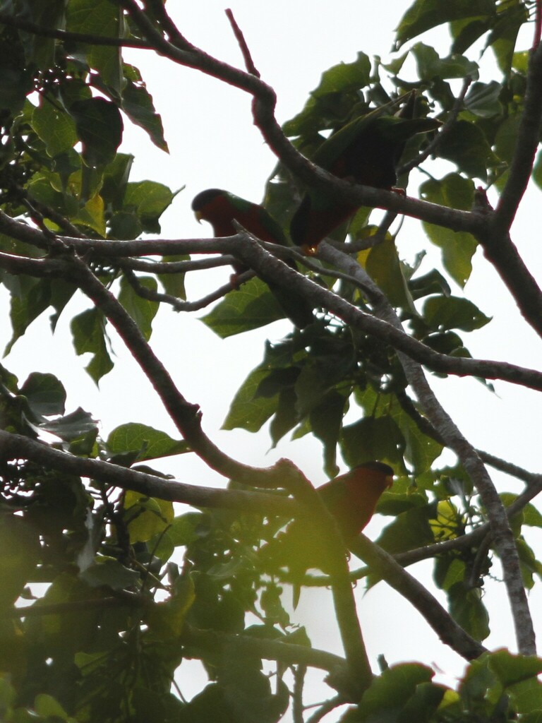 Old World Parrots from Cakaudrove, Fiji on September 25, 2023 at 02:52 ...