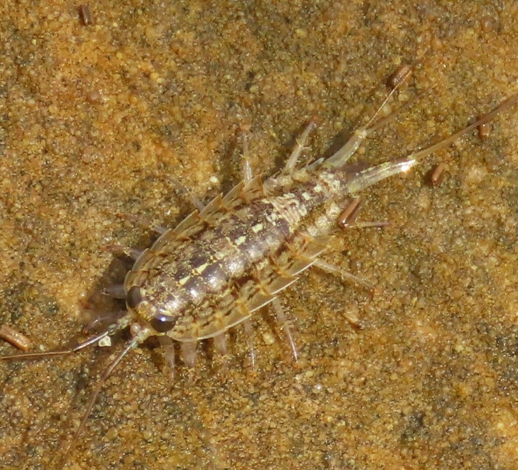 Crustaceans from Broome, WA, Australia on May 27, 2022 at 07:39 AM by ...