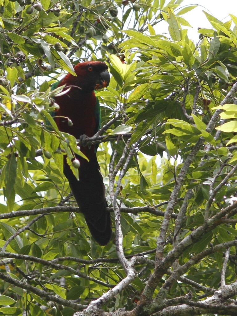 Red Shining-Parrot from Cakaudrove, Fiji on September 25, 2023 at 05:23 ...