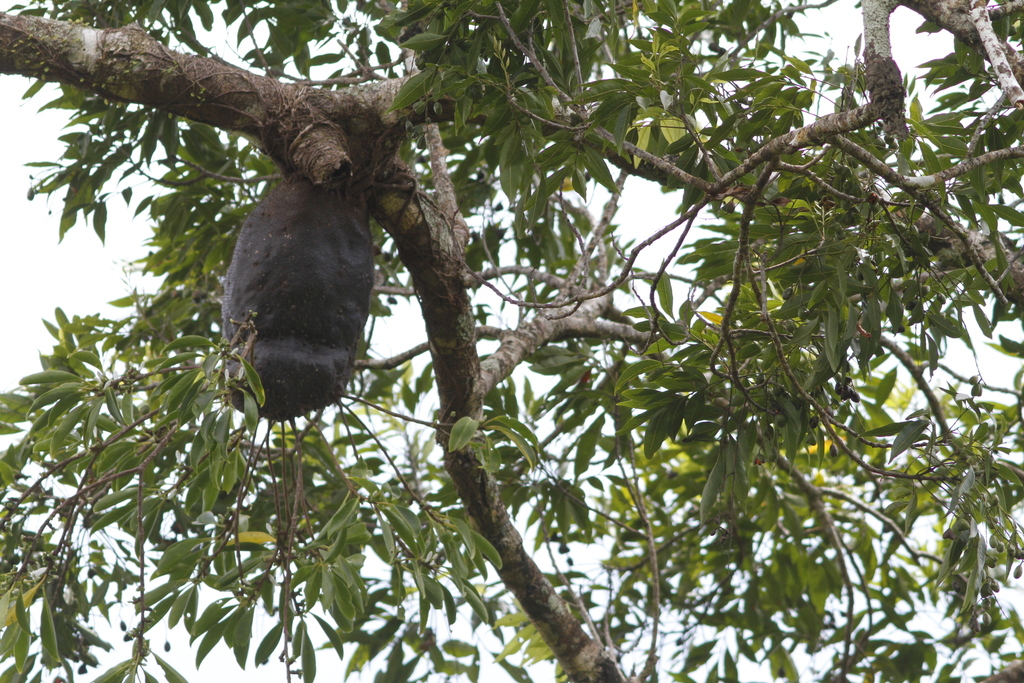Insects from Cakaudrove, Fiji on September 25, 2023 at 05:23 PM by J ...
