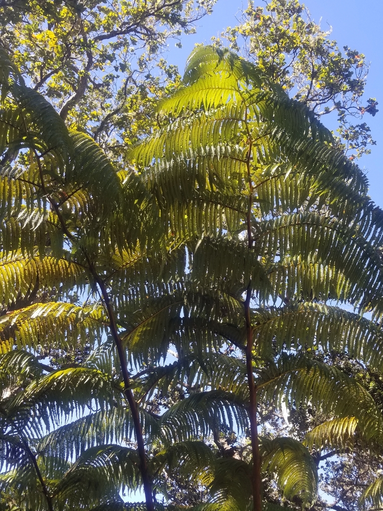 hāpu‘u pulu from Pāhoa, HI 96778, USA on November 4, 2023 at 10:51 AM ...