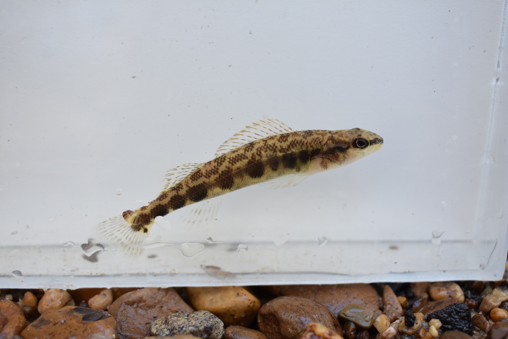 Dusky Darter from Graves County, KY, USA on November 2, 2023 at 04:10 ...