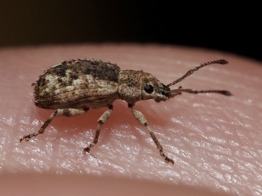 Peach Root Weevil from Bevan Dr, Fairfax, VA, US on November 2, 2023 at ...