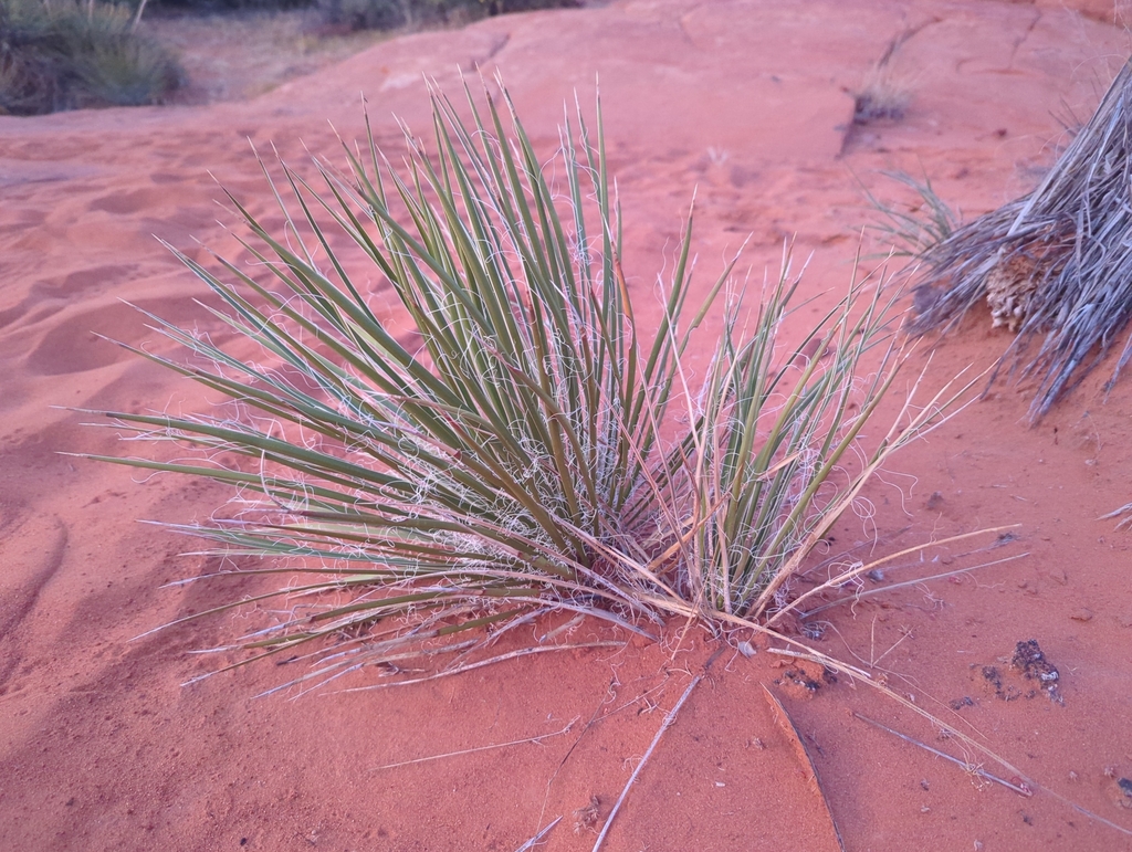 Narrowleaf Yucca from Washington County, US-UT, US on November 4, 2023 ...