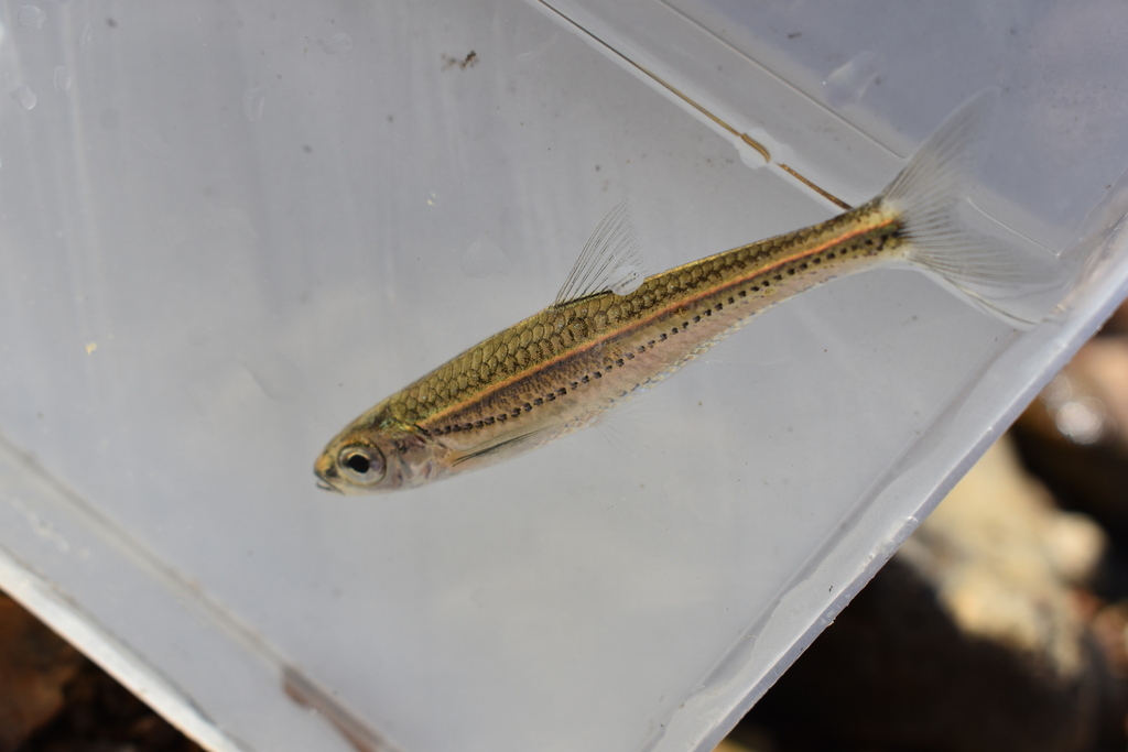Telescope Shiner from Cheatham County, TN, USA on November 3, 2023 at ...