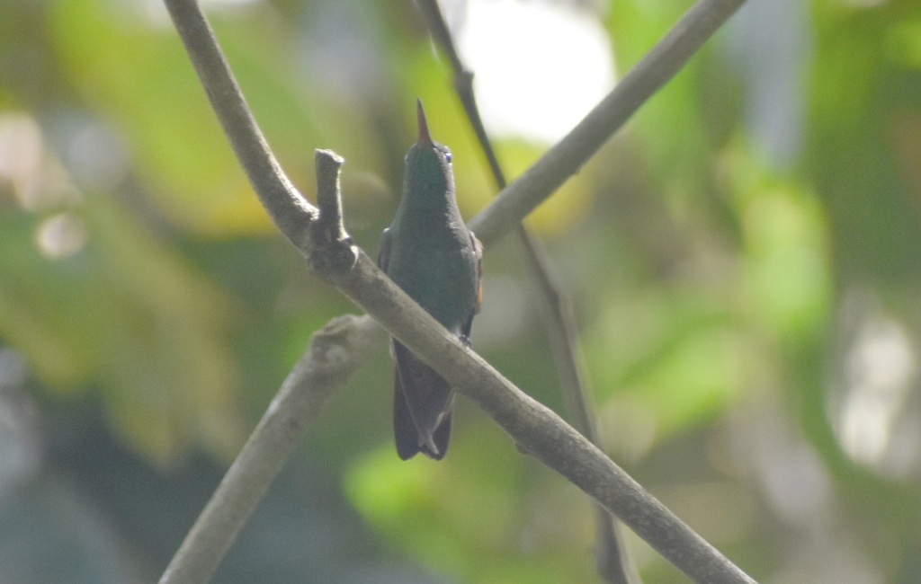Blue-tailed Hummingbird from El Escondite on November 04, 2023 at 09:54 ...
