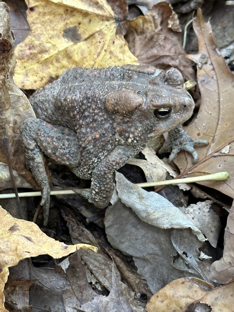 Dwarf American Toad from Ozark-St. Francis National Forests, Mount ...