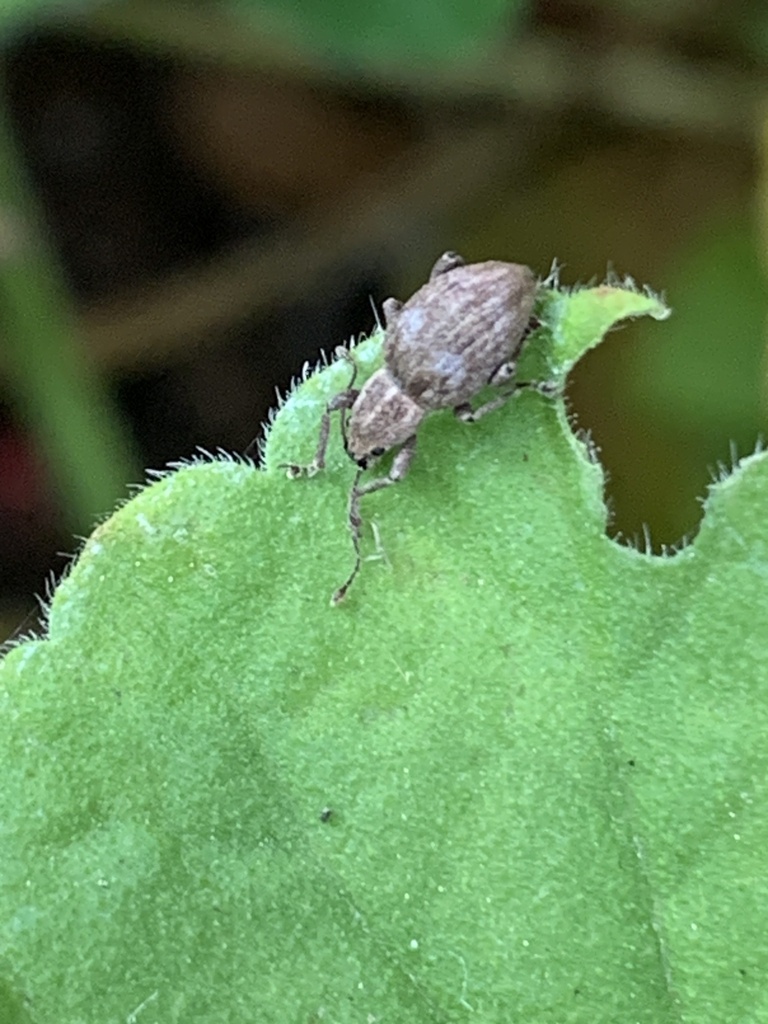 obscure root weevil from Delta Hospital, Delta, BC, CA on November 4, 2023 at 03:41 PM by Bill ...