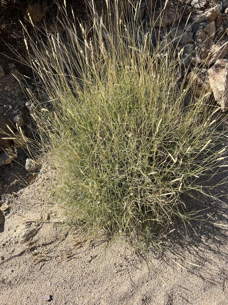 Big Galleta from Joshua Tree National Park, Indio, CA, US on November 3 ...
