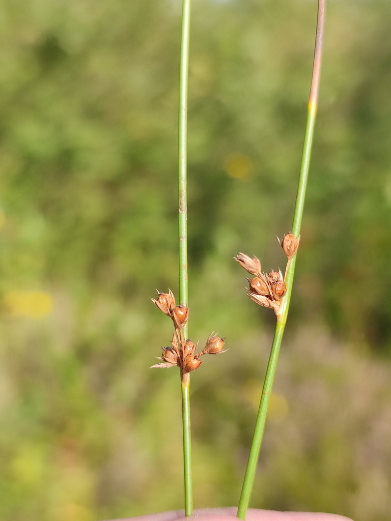 Thread Rush from Р4-1 (поворот на Головари), Гусь-Хрустальный р-н ...