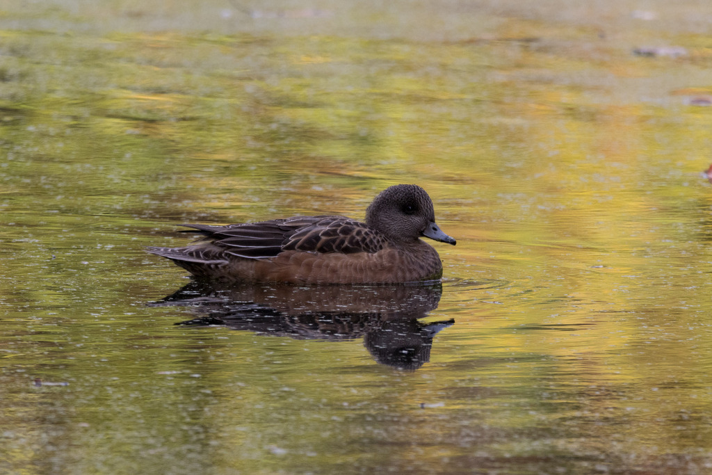 American Wigeon from Bronx, NY, USA on November 4, 2023 at 11:35 AM by ...