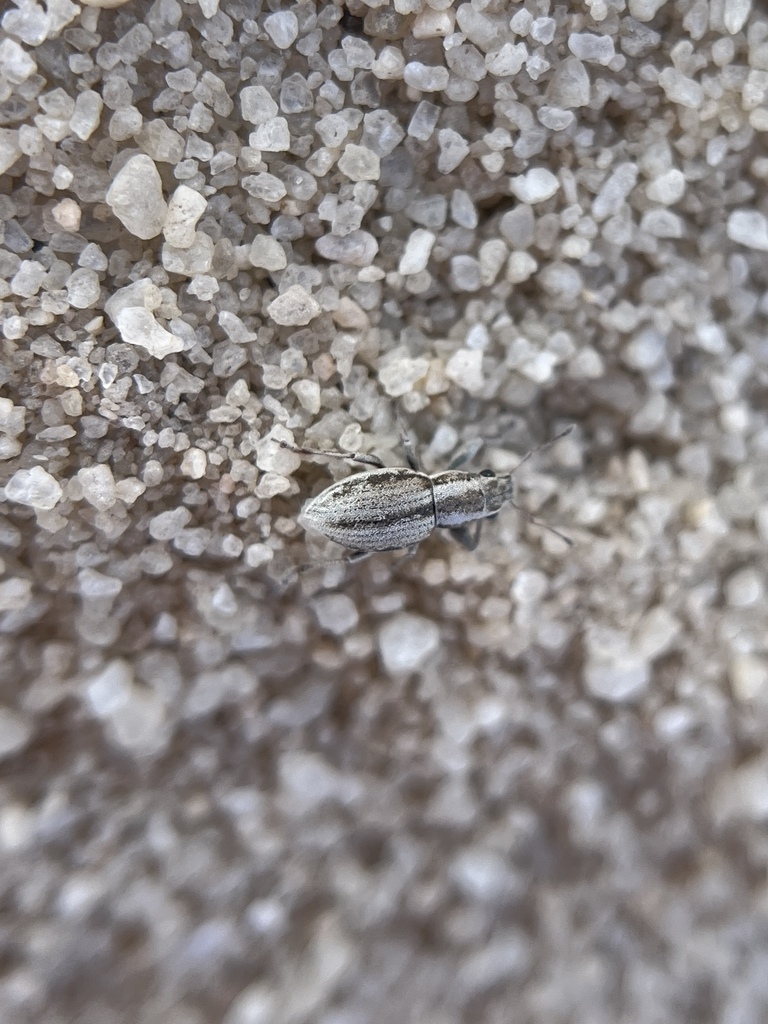 Little Fringed Weevil from Scotland County, NC, USA on October 28, 2023 ...