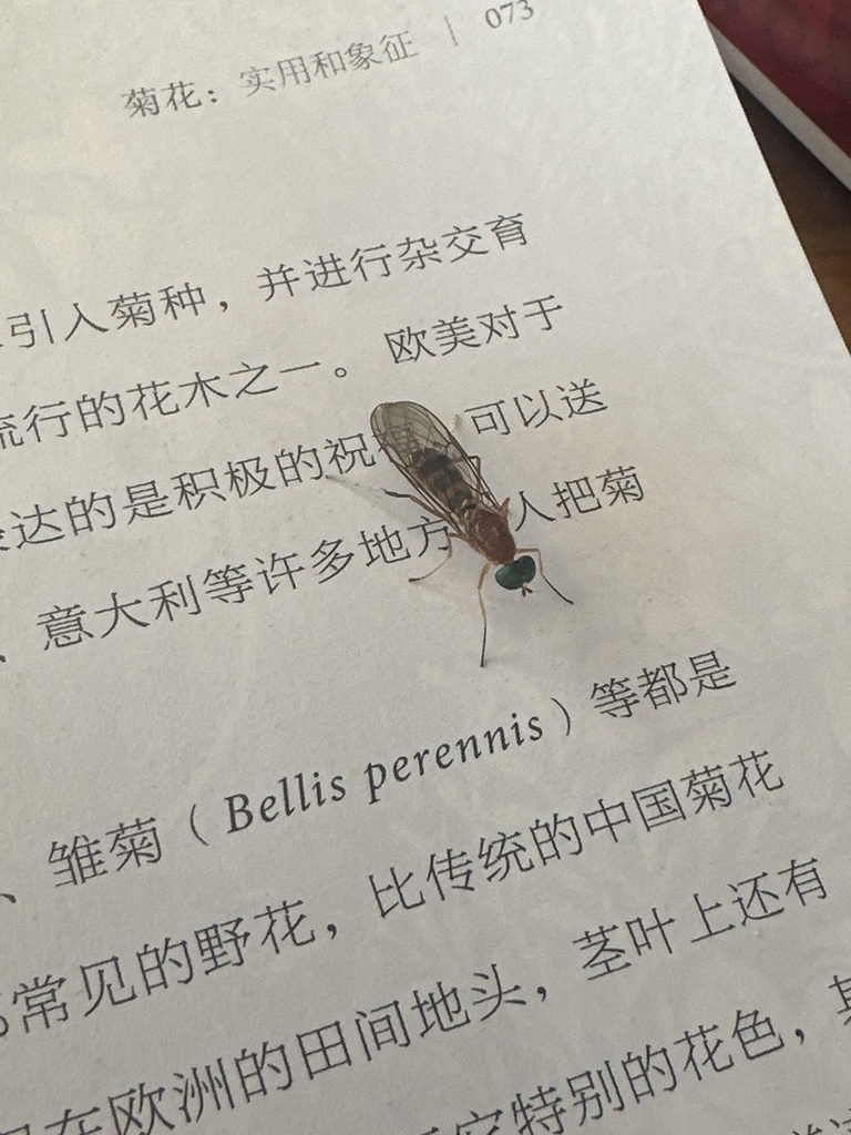 Ptecticus australis from 高淳区, 南京市, 江苏省, CN on November 2, 2023 at 11:15 ...