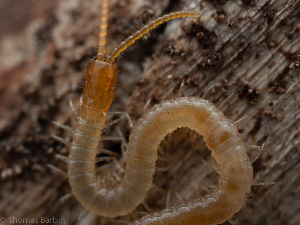 Soil Centipedes from Capital, BC, Canada on September 13, 2023 at 01:39 ...