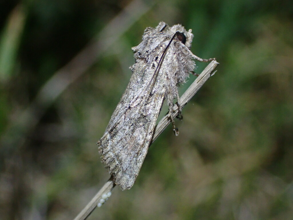 New Zealand Cutworm from Hatepe Stream, Te Kopahou on November 4, 2023 ...