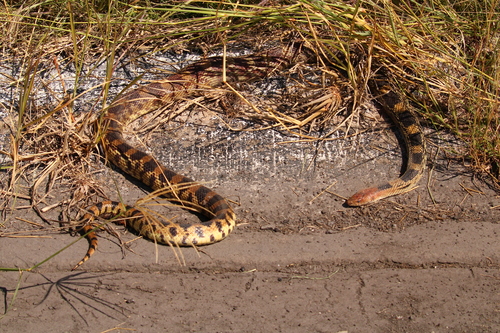 (Pituophis deppei deppei) - Snakes and Lizards