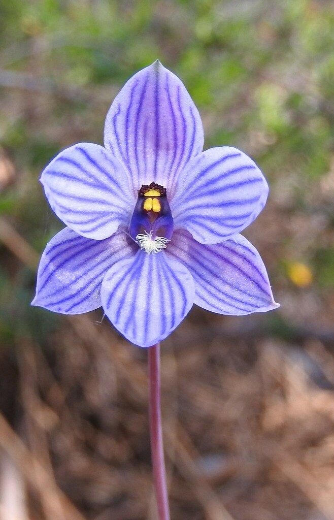 Bell sun orchid from Perth WA, Australia on September 13, 2019 at 12:34 ...