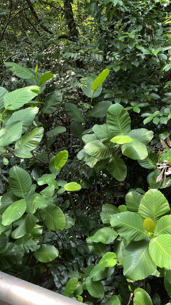 Simpoh Air from Kent Ridge Park, SG on November 5, 2023 at 11:34 AM by ...
