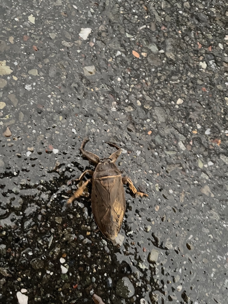 American Giant Water Bug from Cal Poly Humboldt, Arcata, CA, US on ...