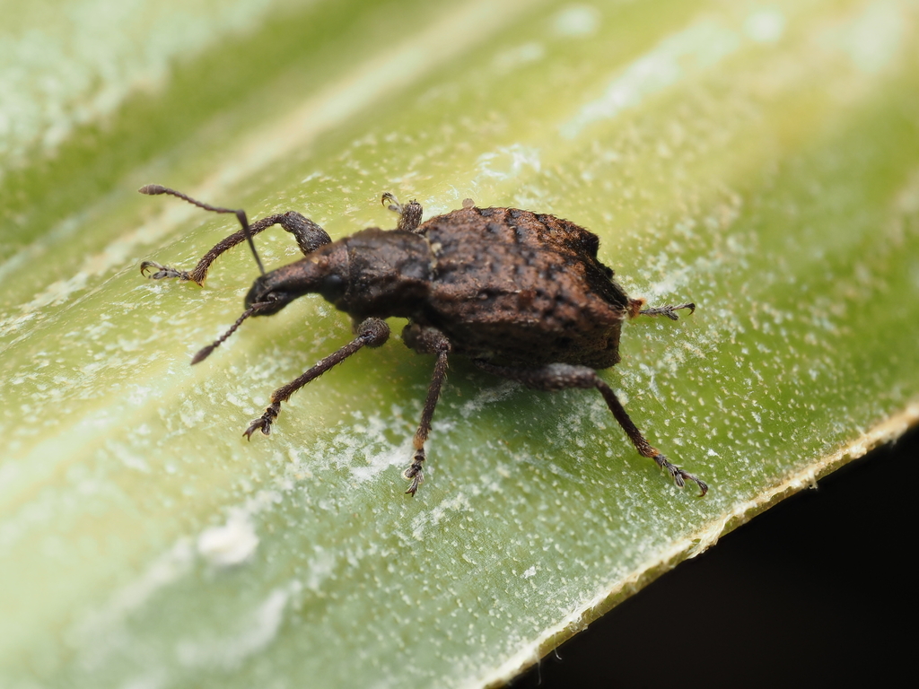 True Weevils from Stratford District, Taranaki, New Zealand on November ...