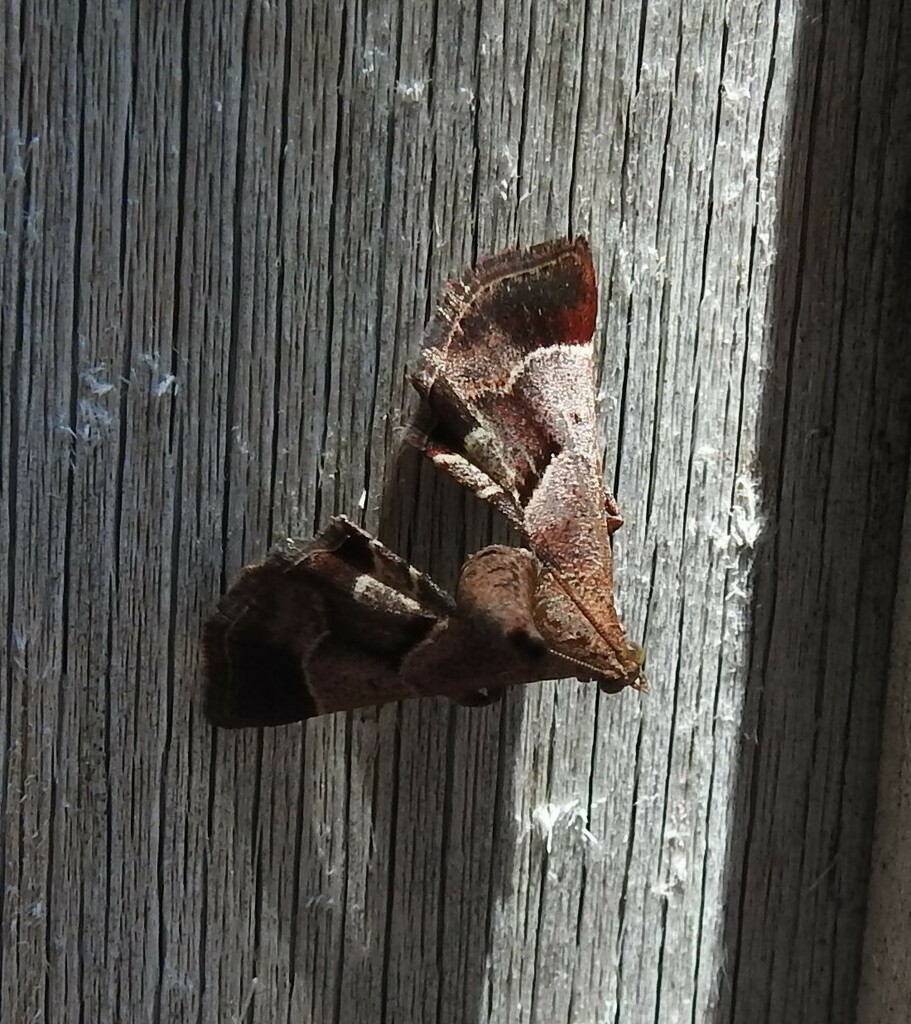 Wattle Gall Moth from Russell, New Zealand on November 5, 2023 at 12:38 ...