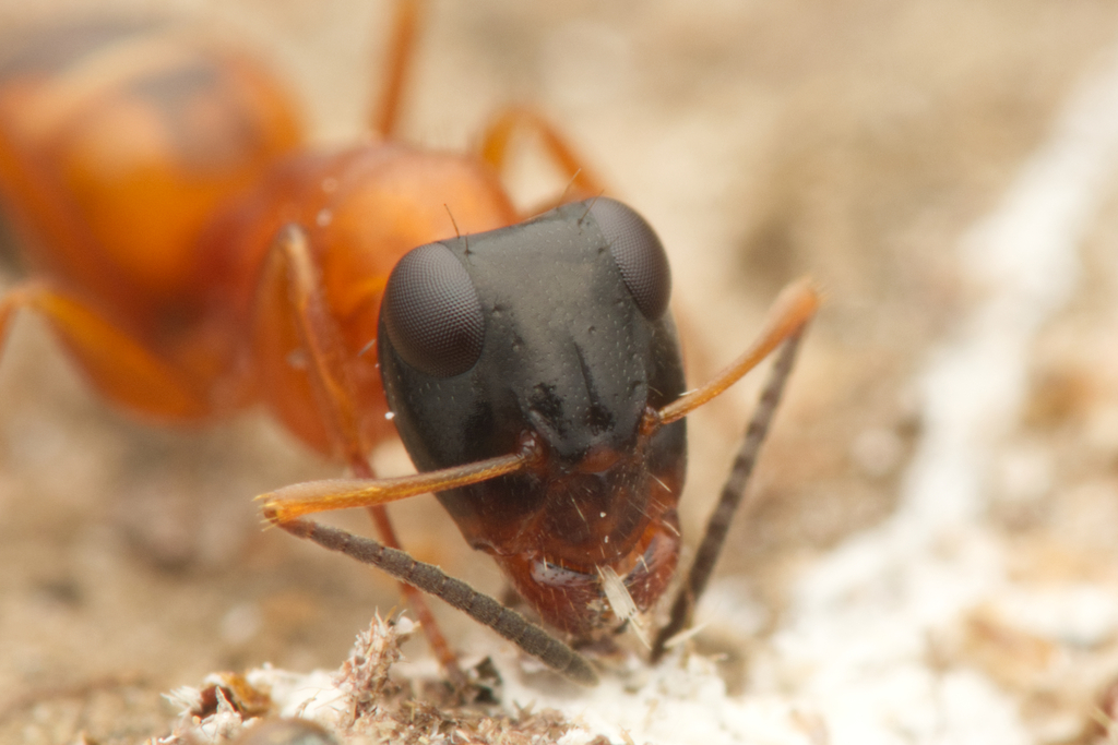 black-headed strobe ant from Takura QLD 4655, Australia on November 5 ...