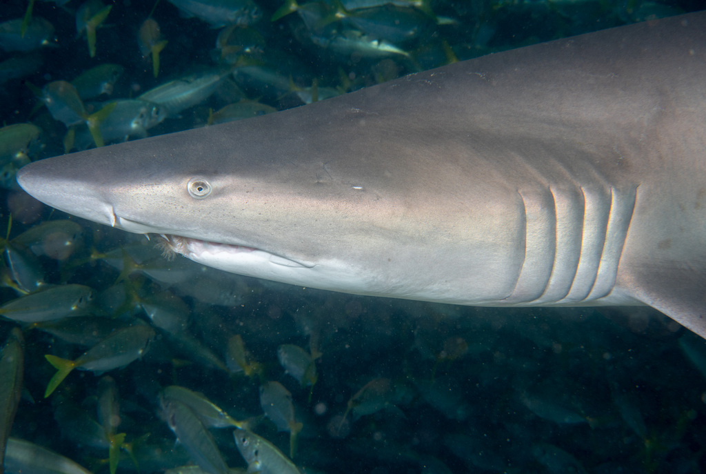Sand Tiger Shark from "Magic Point, Maroubra, New South Wales ...
