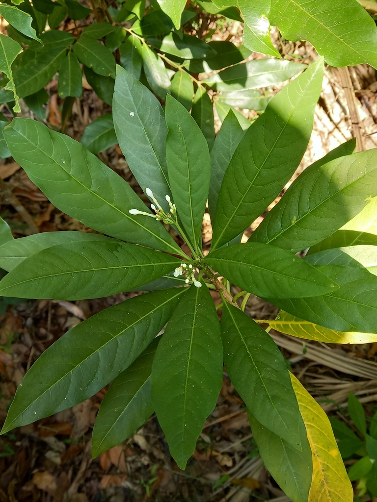 Common Devil Pepper from Kaohsiung, TW-KH, TW on November 5, 2023 at 09 ...