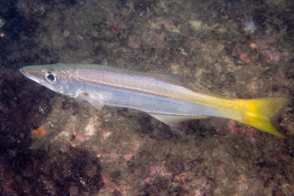 Longfin Pike from "Gordon's Bay, Sydney, Australia" on September 20 ...