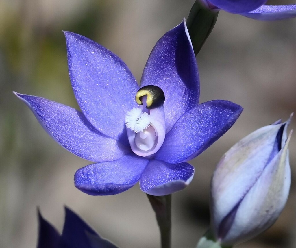 Common Sun Orchid in October 2022 by RIC WOODLAND · iNaturalist