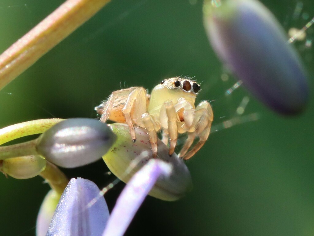 Jumping Spiders in September 2023 by Nature_Lover · iNaturalist
