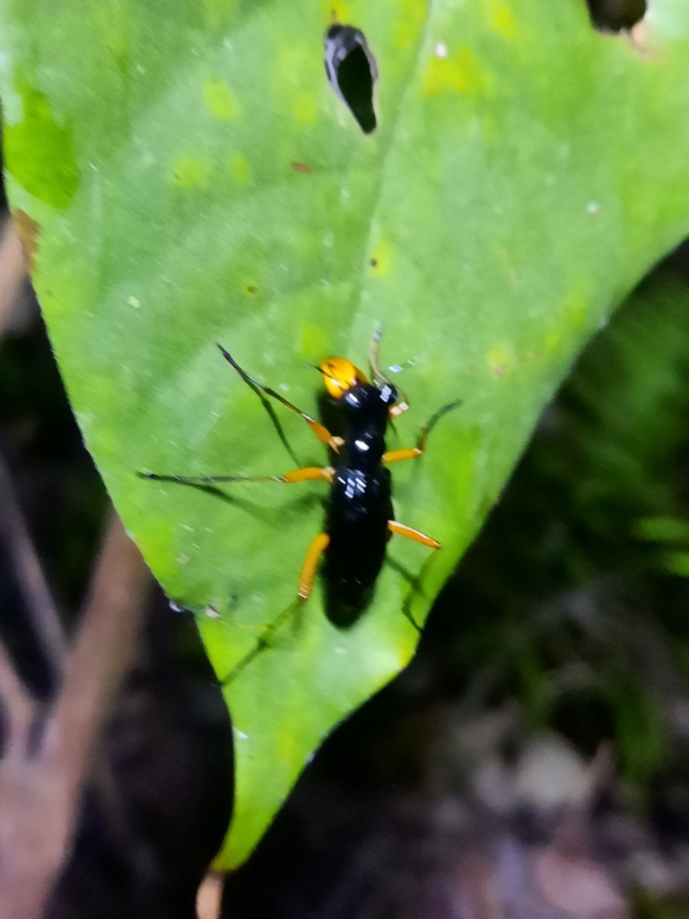 Tiger Beetles from Luwuk, Kabupaten Banggai, Sulawesi Tengah, Indonesia ...