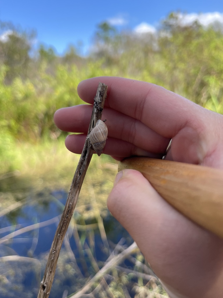 Ghost Bulimulus from Frostproof, FL, US on October 26, 2023 at 02:30 PM ...