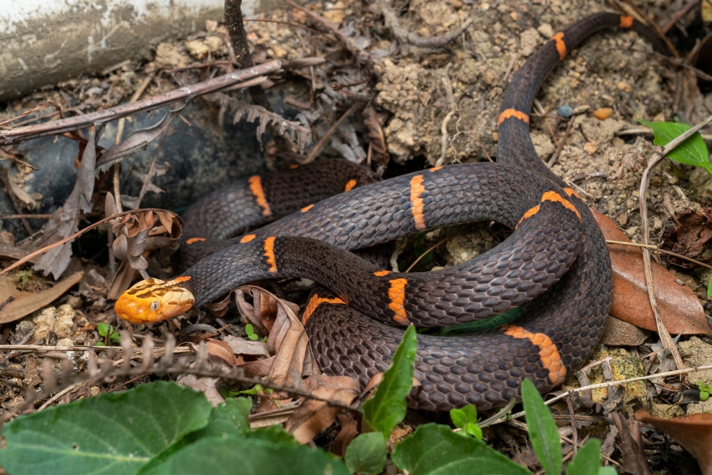 White-headed Burmese Viper from 宁德市蕉城区政府 on November 5, 2023 by ...