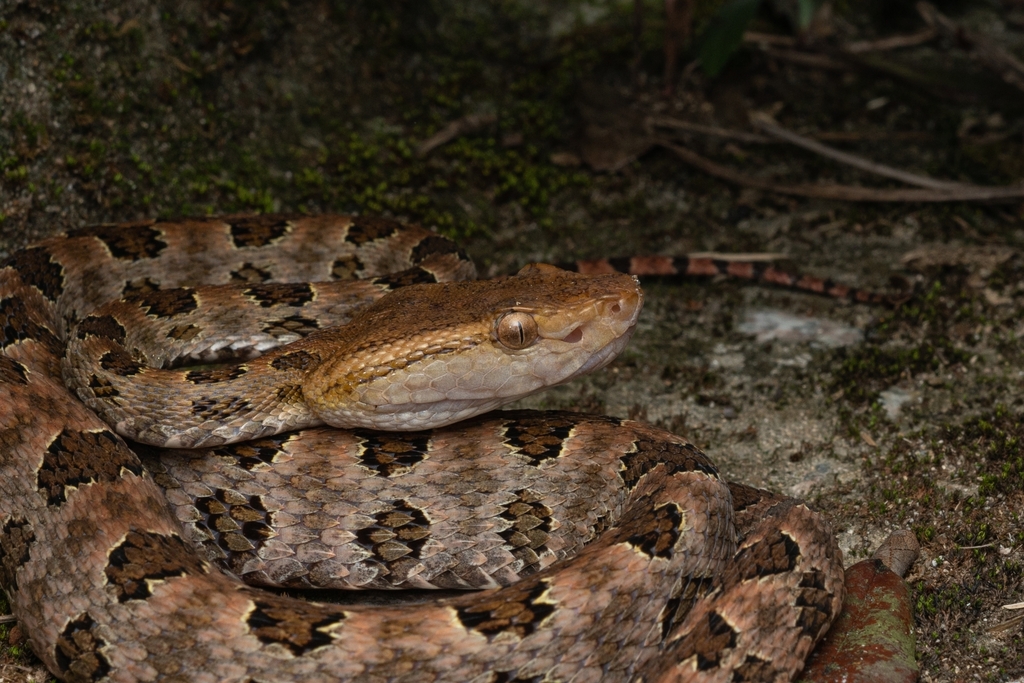 Brown spotted pitviper from 海德公园会所 on November 5, 2023 by sandcarve ...