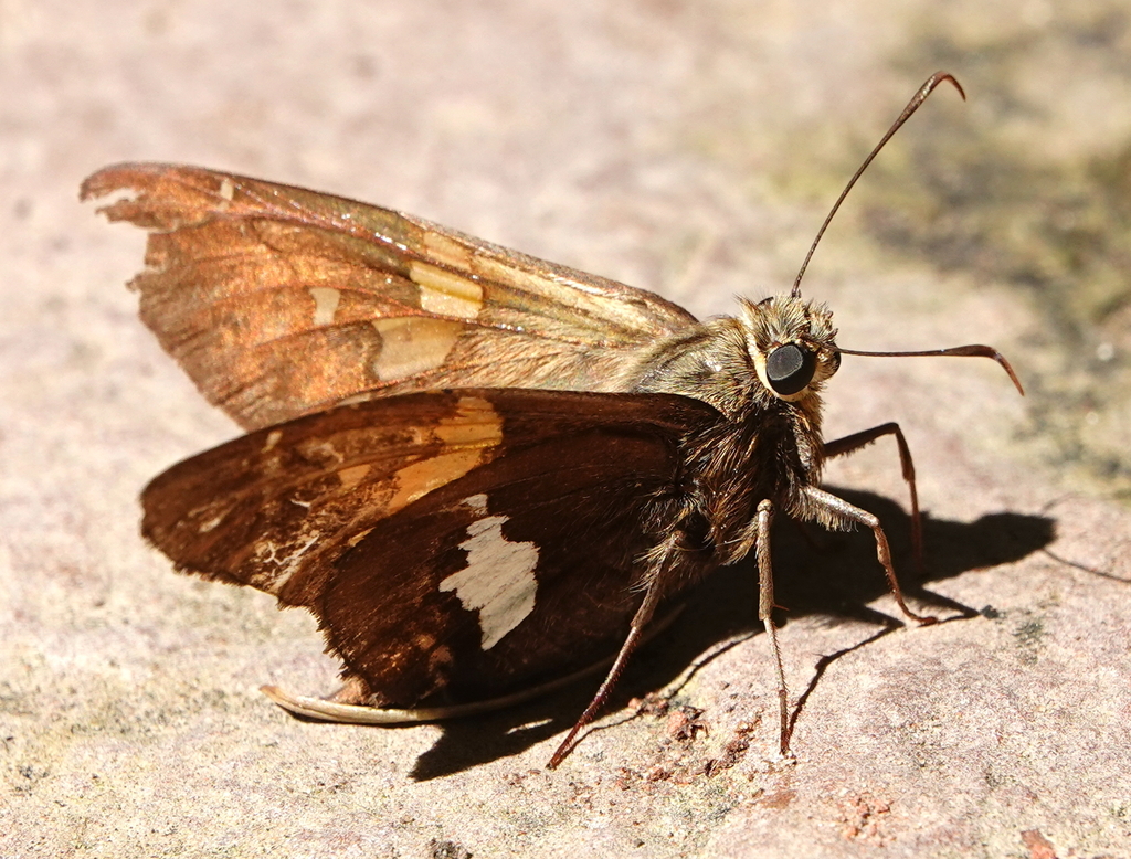 Arizona Silver-spotted Skipper from Coconino County, AZ, USA on October ...