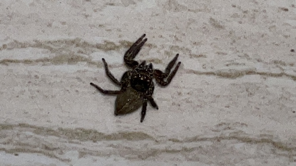 Plexippus setipes in November 2023 by Alex Pintsen JIN · iNaturalist