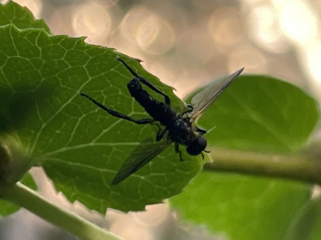 March Flies from Clarood Cr, Chelsea Heights, VIC, AU on November 5 ...