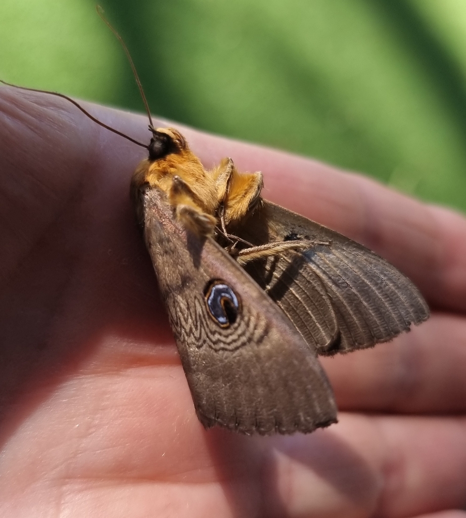 Southern Moon Moth from Frankston South VIC 3199, Australia on November ...