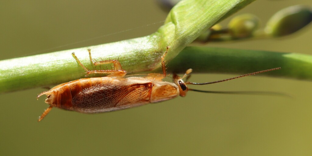 Giant and Wood Cockroaches in September 2023 by Nature_Lover · iNaturalist