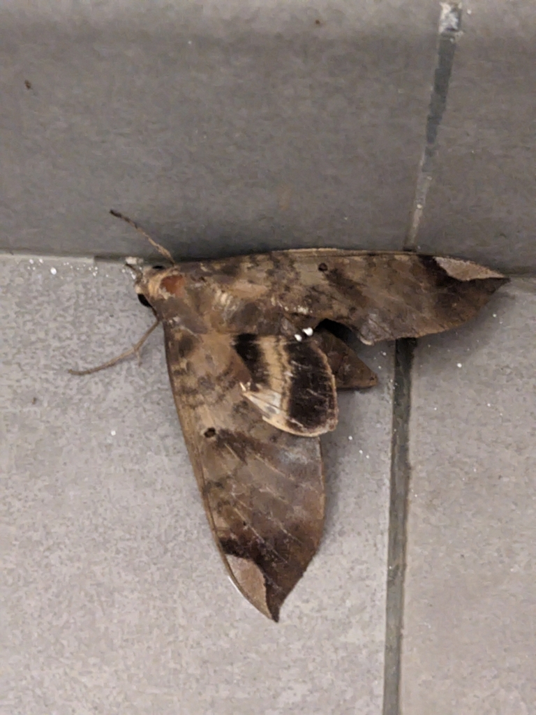 Fig Sphinx in November 2023 by Kim · iNaturalist