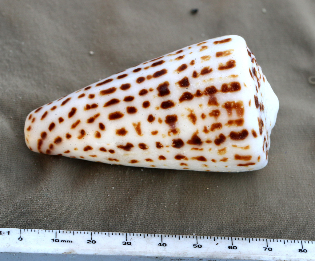 Lettered Cone from Augusta Is., Raja Ampat Regency, West Papua ...