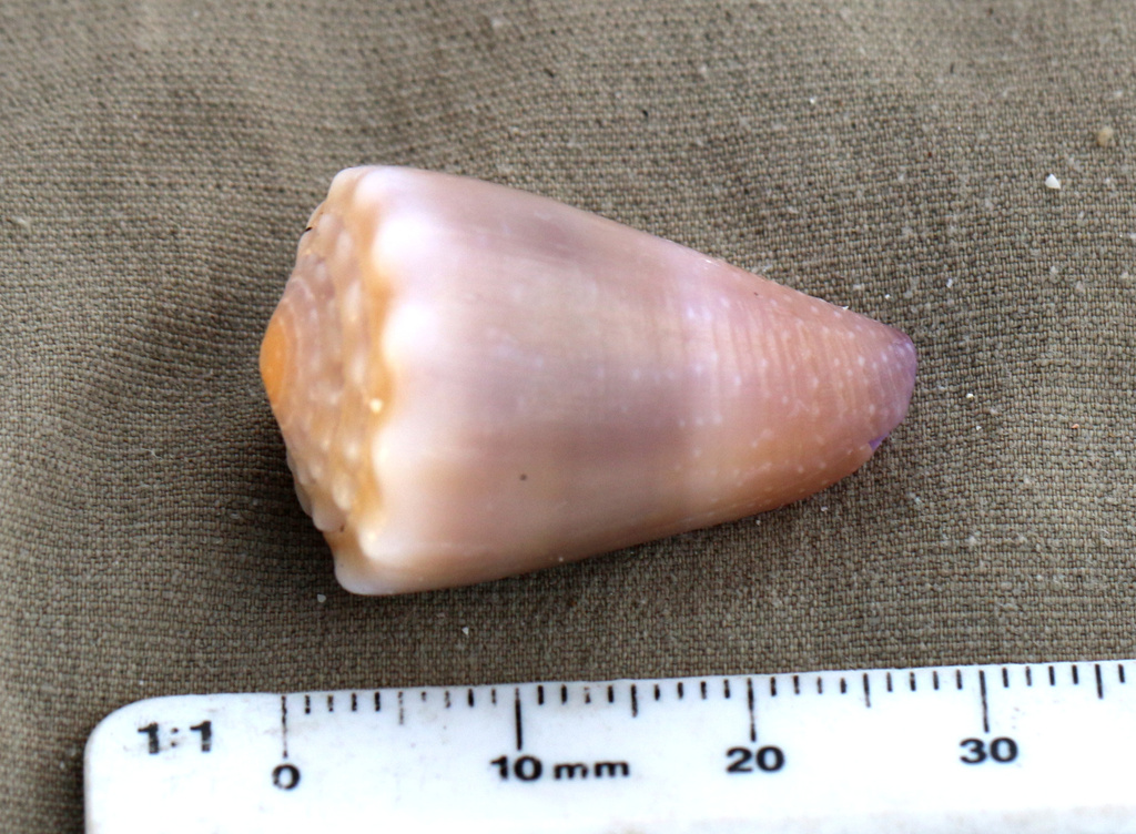 Conus from Augusta Is., Raja Ampat Regency, West Papua, Indonesia on ...