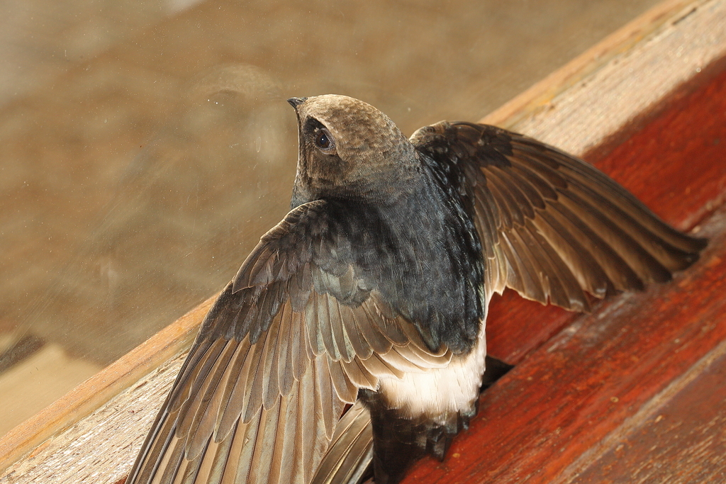 White-rumped Swift from De Bakke, Mossel Bay, 6506, South Africa on ...