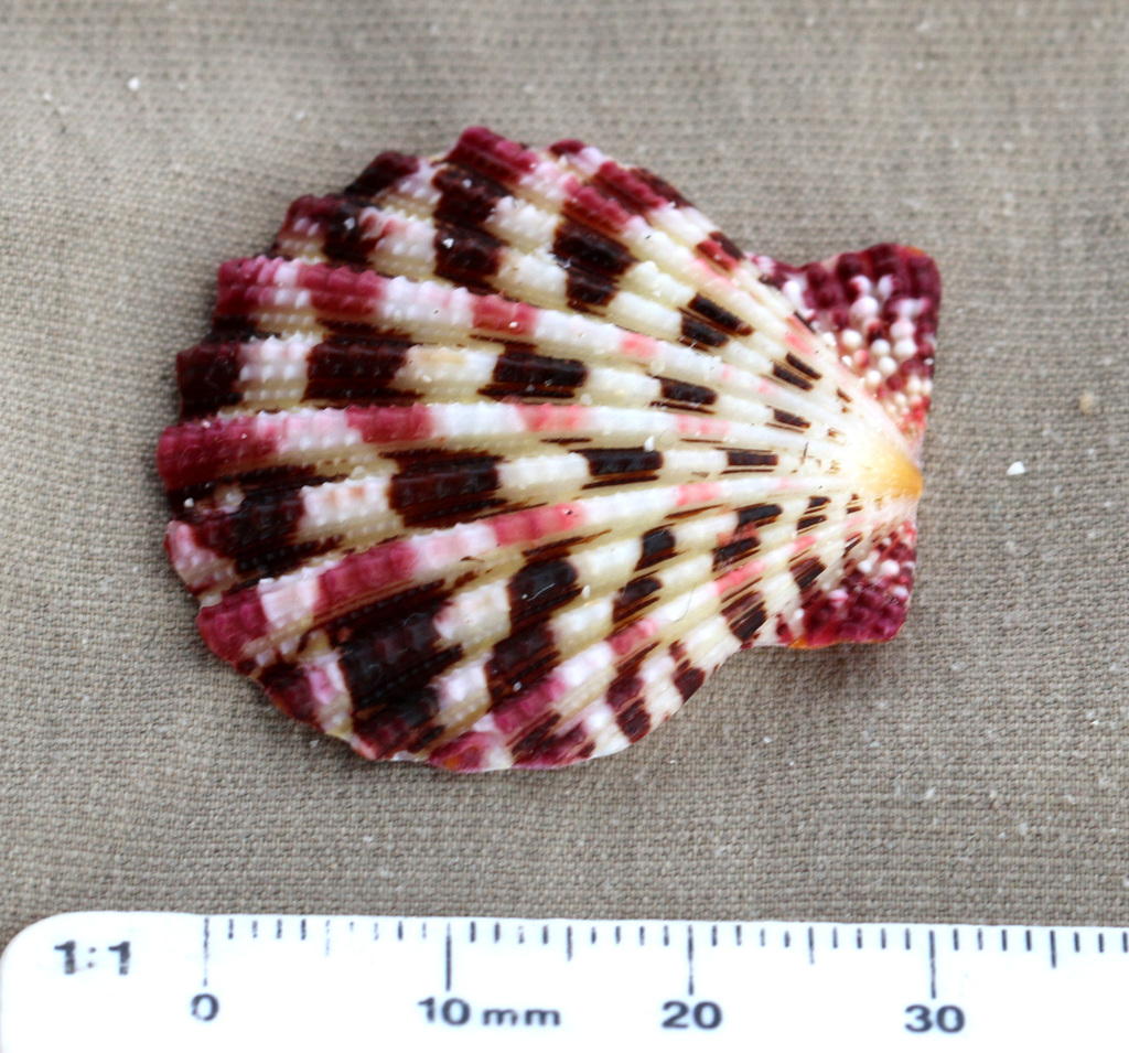 Scallops from Augusta Is., Raja Ampat Regency, West Papua, Indonesia on ...