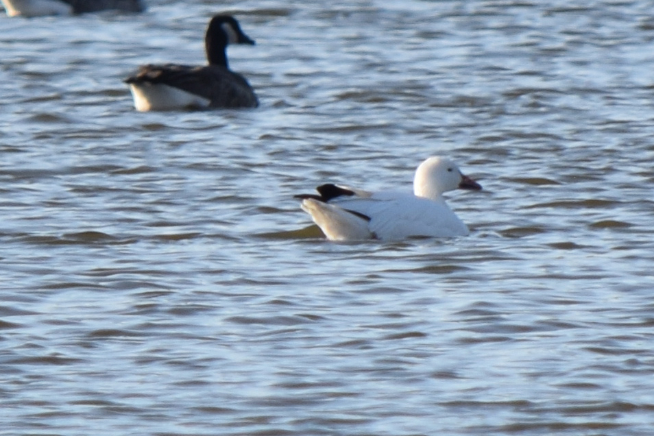 Snow Goose from Wayne County, IN, USA on November 4, 2023 at 04:09 PM ...